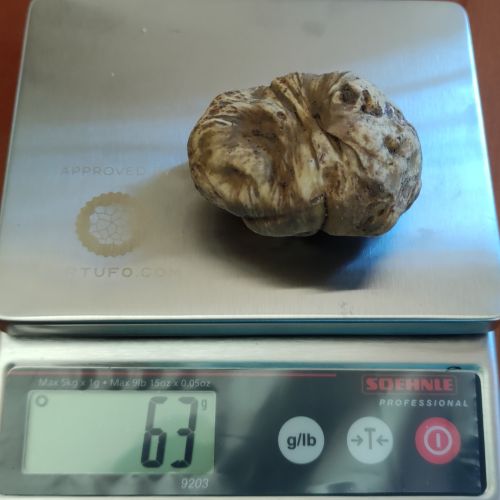 Weisser Alba Trüffel - Tuber Magnatum Pico - Tartufo.com