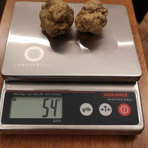 White Alba Truffle - Tuber Magnatum Pico - Tartufo.com