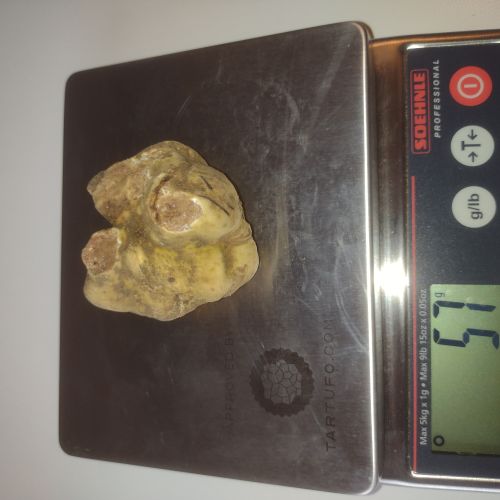 Weisser Alba Trüffel - Tuber Magnatum Pico - Tartufo.com