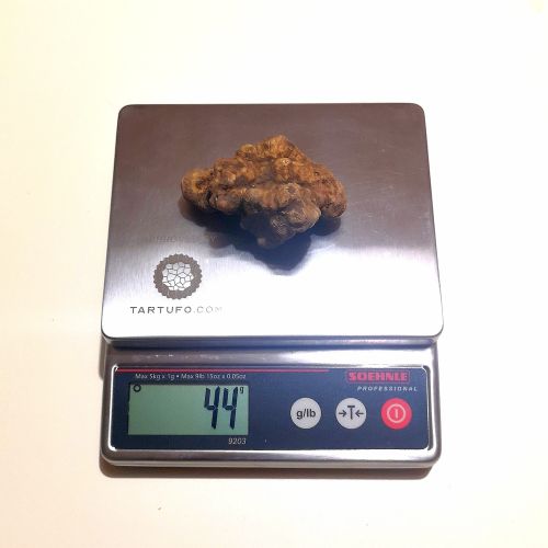 Weisser Alba Trüffel - Tuber Magnatum Pico - Tartufo.com