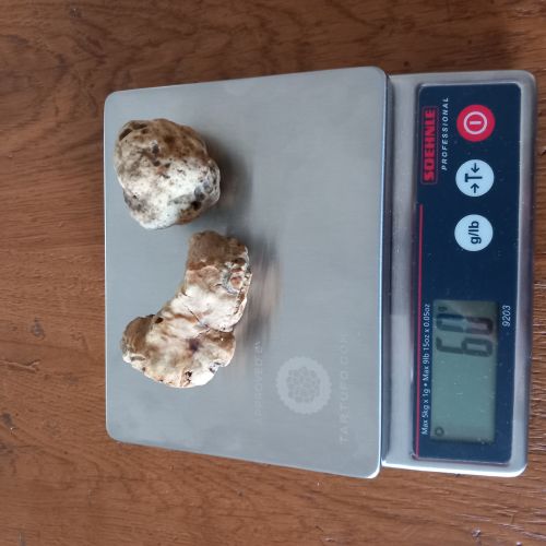 Weisser Alba Trüffel - Tuber Magnatum Pico - Tartufo.com