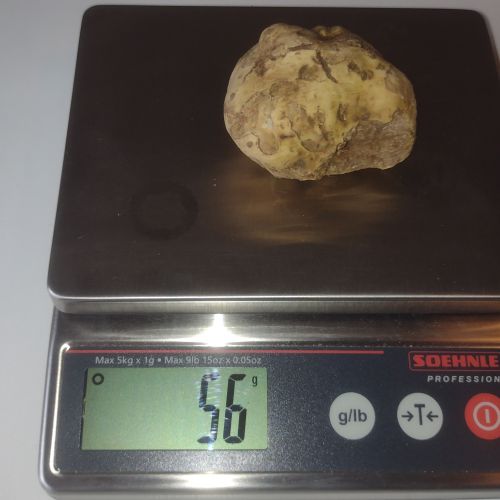 Weisser Alba Trüffel - Tuber Magnatum Pico - Tartufo.com