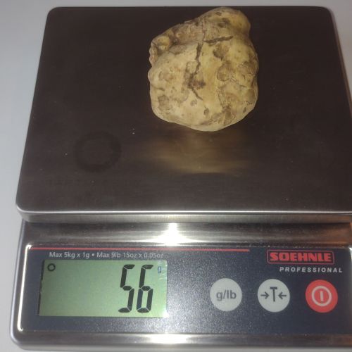 Weisser Alba Trüffel - Tuber Magnatum Pico - Tartufo.com