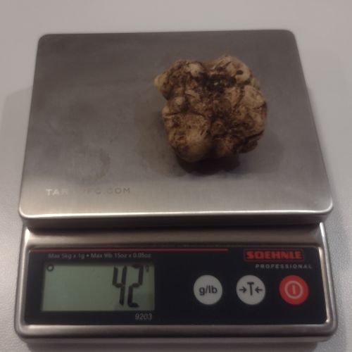 Weisser Alba Trüffel - Tuber Magnatum Pico - Tartufo.com