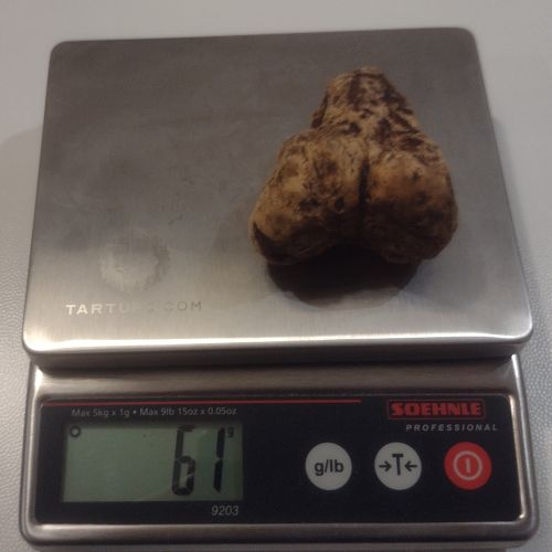 White Alba Truffle - Tuber Magnatum Pico - Tartufo.com