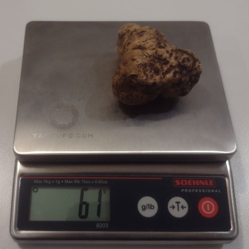 White Alba Truffle - Tuber Magnatum Pico - Tartufo.com