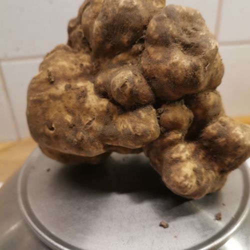 White Alba Truffle - Tuber Magnatum Pico - Tartufo.com
