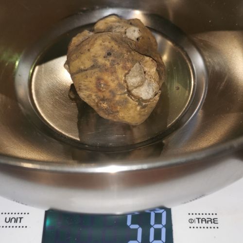 White Alba Truffle - Tuber Magnatum Pico - Tartufo.com