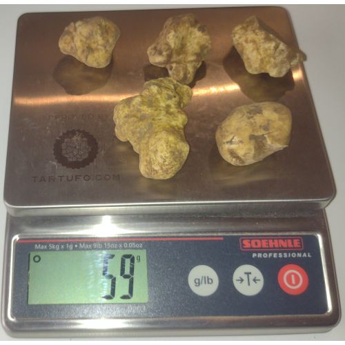 Weisser Alba Trüffel - Tuber Magnatum Pico - Tartufo.com