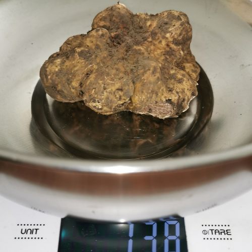 White Alba Truffle - Tuber Magnatum Pico - Tartufo.com