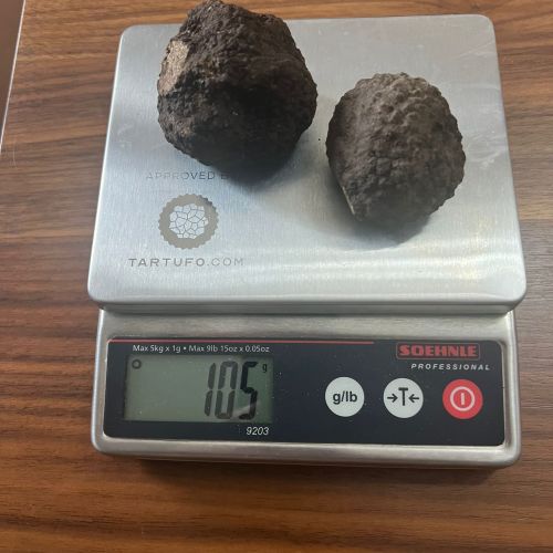 Burgundy truffle - Tuber uncinatum vitt. - Tartufo.com