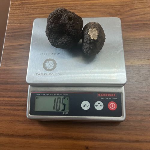 Burgundy truffle - Tuber uncinatum vitt. - Tartufo.com