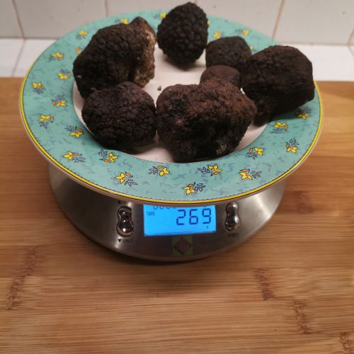 Burgundy truffle - Tuber uncinatum vitt. - Tartufo.com