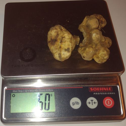 Weisser Alba Trüffel - Tuber Magnatum Pico - Tartufo.com