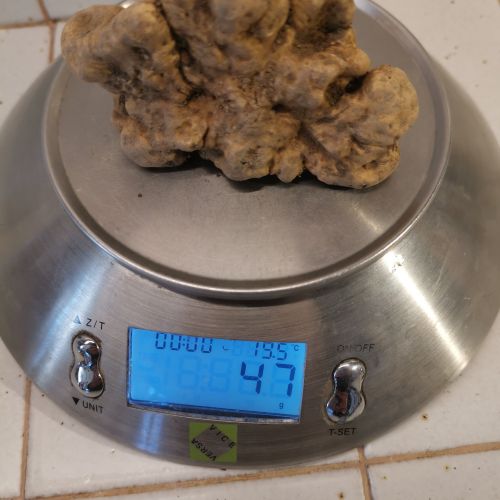 White Alba Truffle - Tuber Magnatum Pico - Tartufo.com