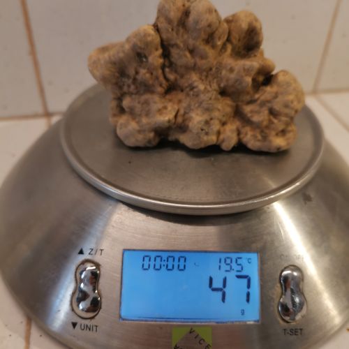 White Alba Truffle - Tuber Magnatum Pico - Tartufo.com