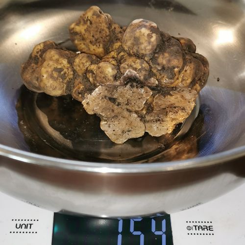 White Alba Truffle - Tuber Magnatum Pico - Tartufo.com