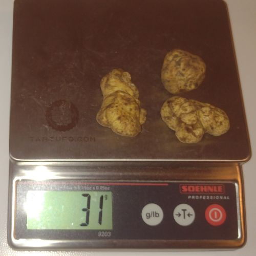 Weisser Alba Trüffel - Tuber Magnatum Pico - Tartufo.com