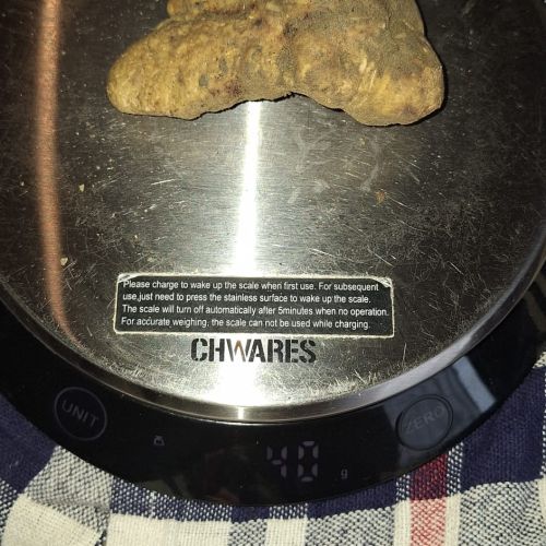White Alba Truffle - Tuber Magnatum Pico - Tartufo.com