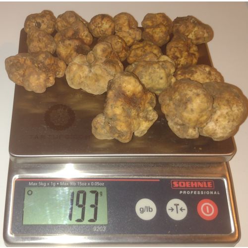 Bianchetto Truffle - Tuber Borchii Vittadini - Tartufo.com