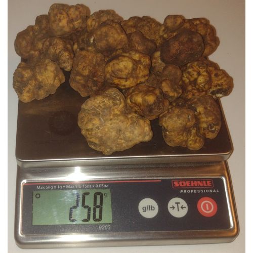 Bianchetto Truffle - Tuber Borchii Vittadini - Tartufo.com