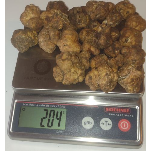 Bianchetto Truffle - Tuber Borchii Vittadini - Tartufo.com