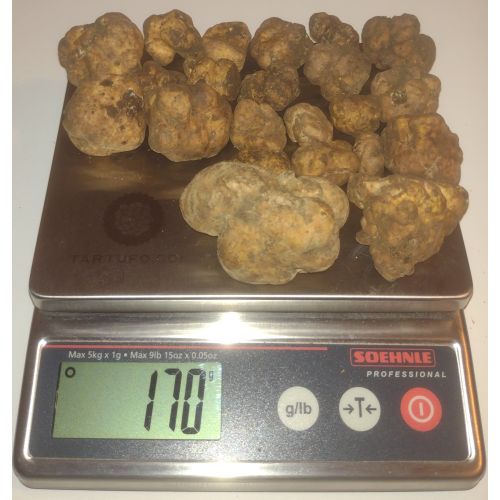 Bianchetto Truffle - Tuber Borchii Vittadini - Tartufo.com