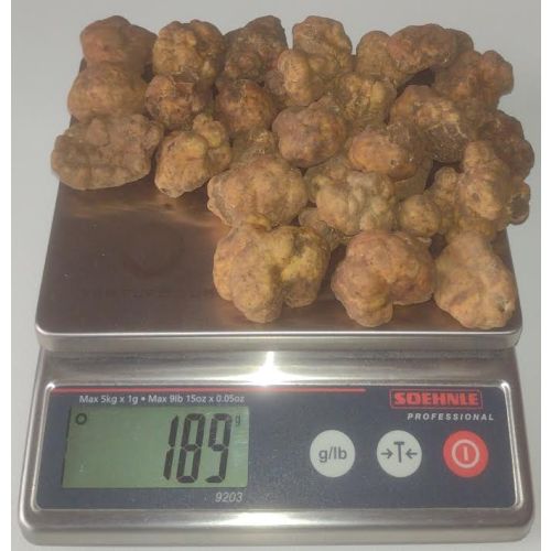 Bianchetto Truffle - Tuber Borchii Vittadini - Tartufo.com